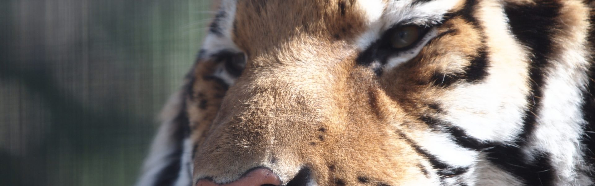 Therapeutic benefits of tiger tooth - Bespoke Law®